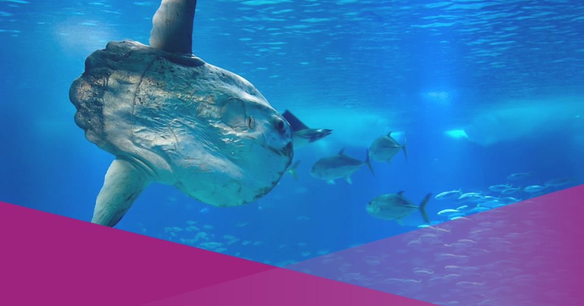 Sunfish in Nusa Penida: New Regulations for Diving | Social Expat