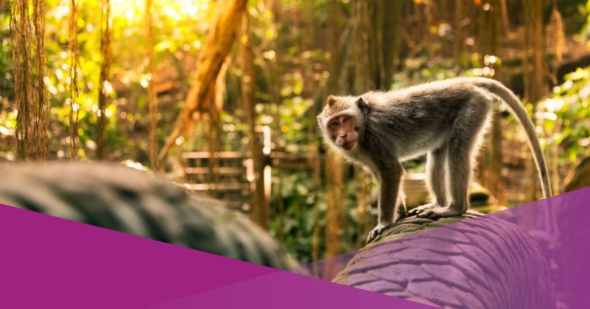 Monkey Forest Ubud