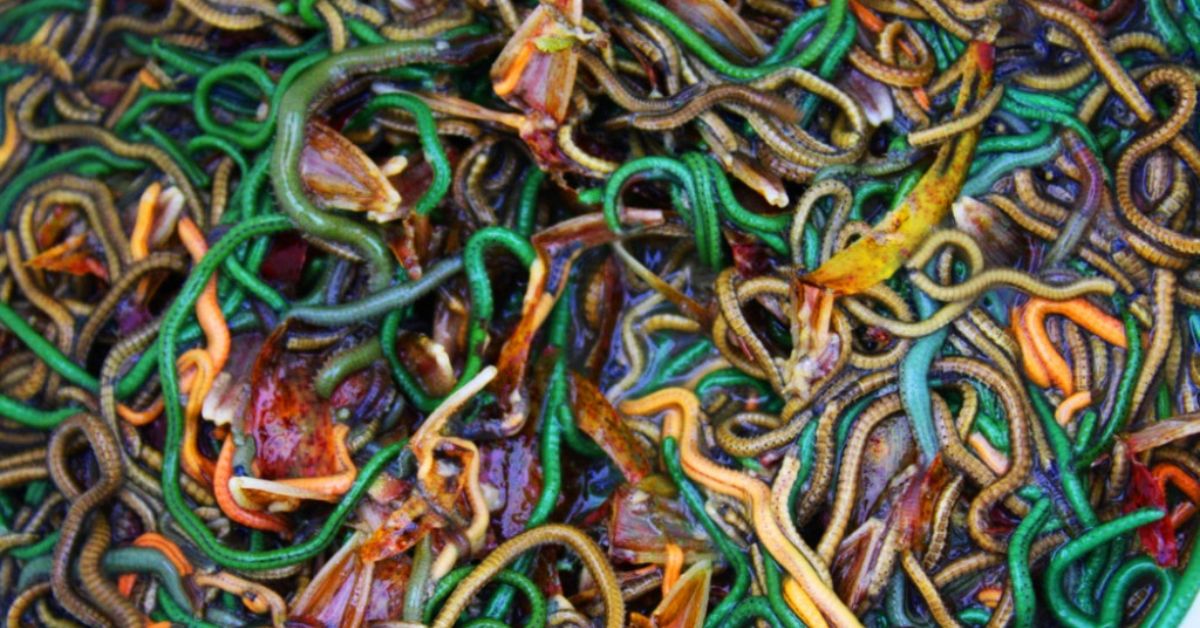 Central Lombok In Preparations For Bau Nyale Festivals | Social Expat