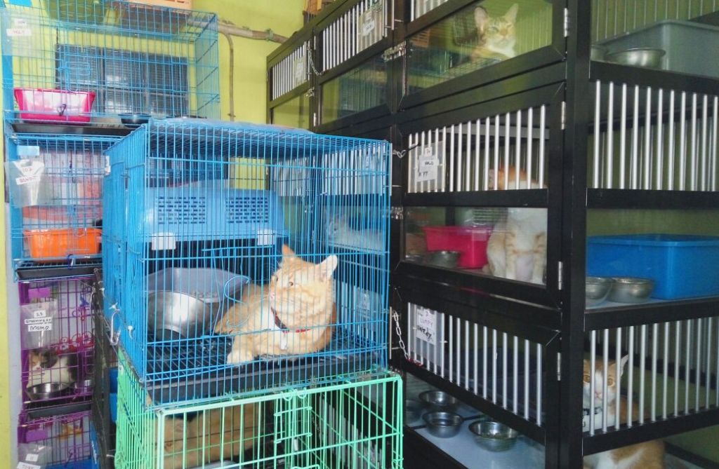 Here are Several Pet Hotels in Jakarta to Take Your Pets Before the Eid ...