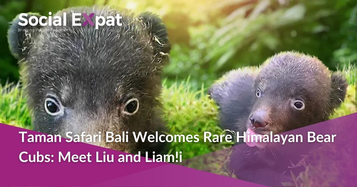 Taman Safari Bali Welcomes Rare Himalayan Bear Cubs: Meet Liu and Liam ...