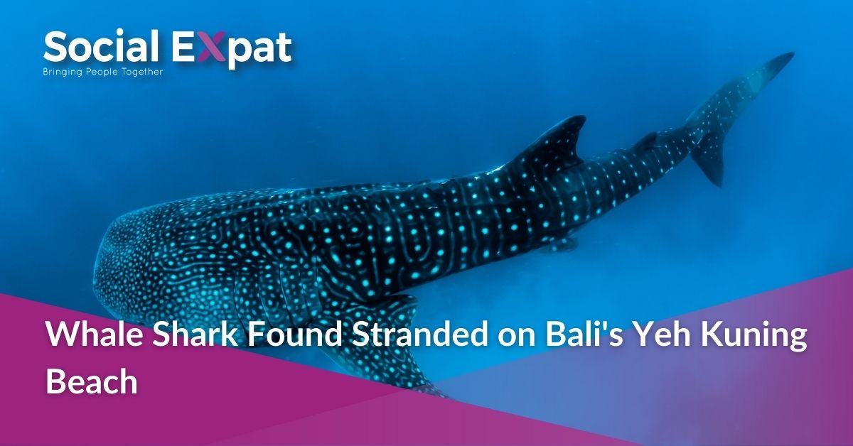 Whale Shark Found Stranded on Bali's Yeh Kuning Beach | Social Expat