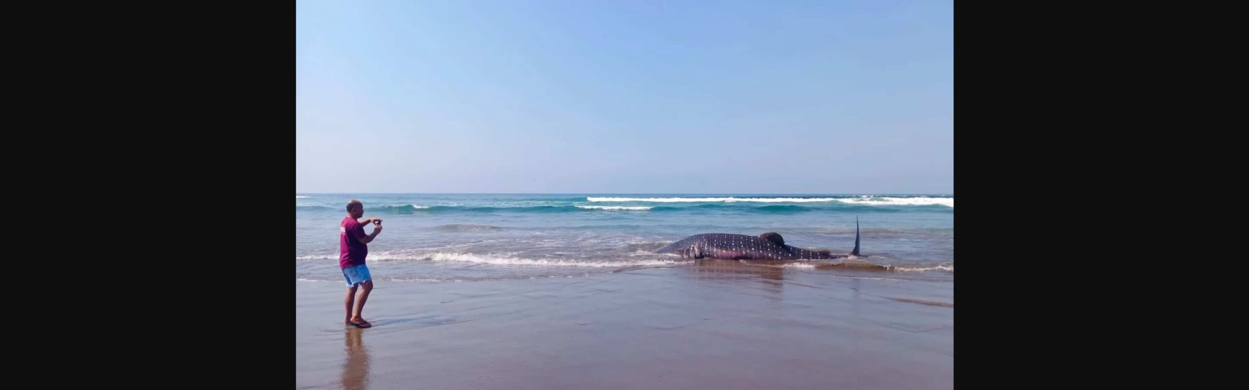 Whale Shark Found Stranded on Bali's Yeh Kuning Beach | Social Expat