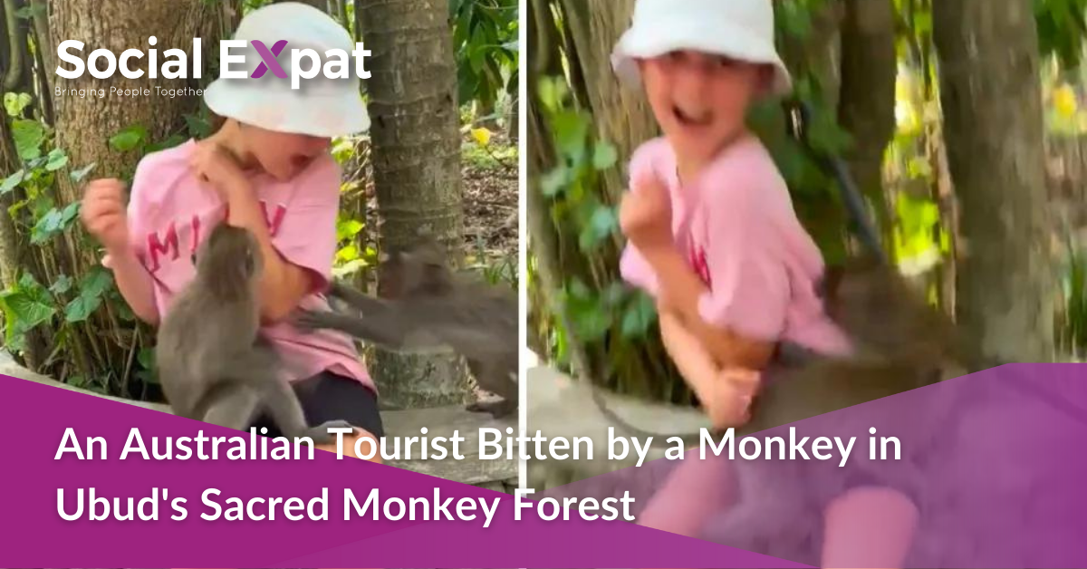 An Australian Tourist Bitten by a Monkey in Ubud's Sacred Monkey Forest