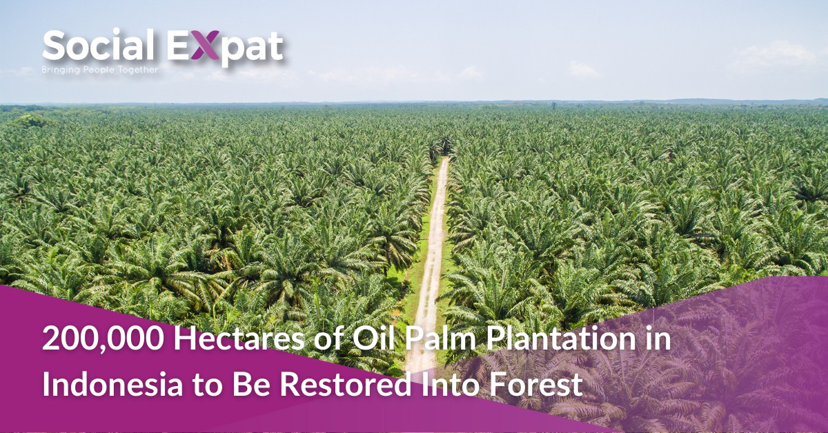 200,000 Hectares of Oil Palm Plantation in Indonesia to Be Restored ...