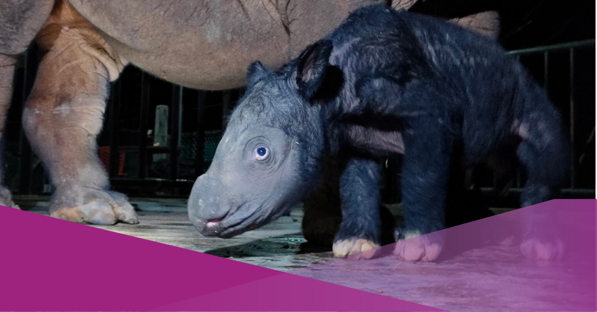 Baby Sumatran Rhinoceros