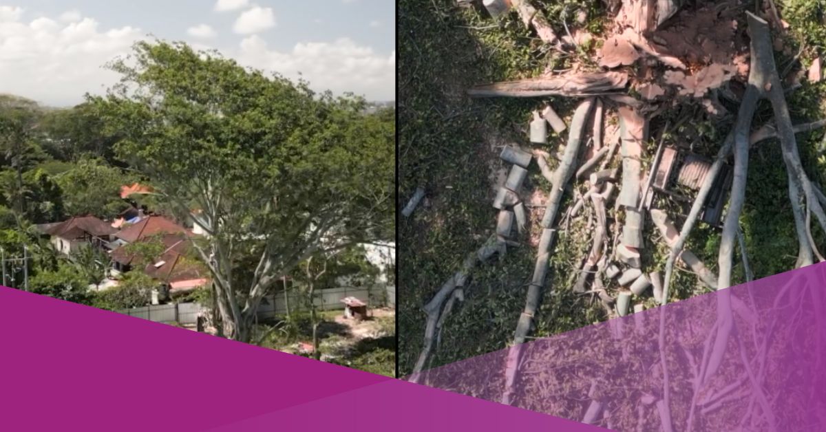 Viral Video of Hundred-Year-Old Trees in Bali Cut Down for Beach Club