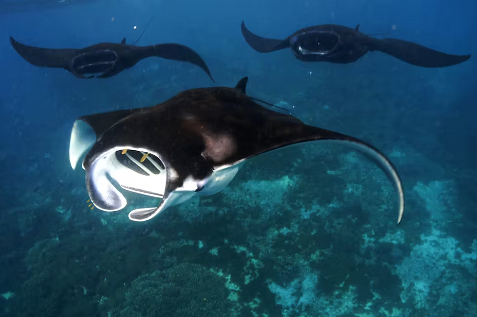 Viral Video Showcases Bali's Manta Rays in Their Full Glory