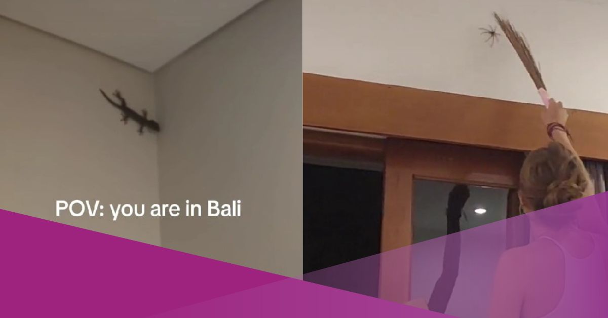 Viral Video Shows Foreign Tourists Easily Finding Animals in Their Rooms
