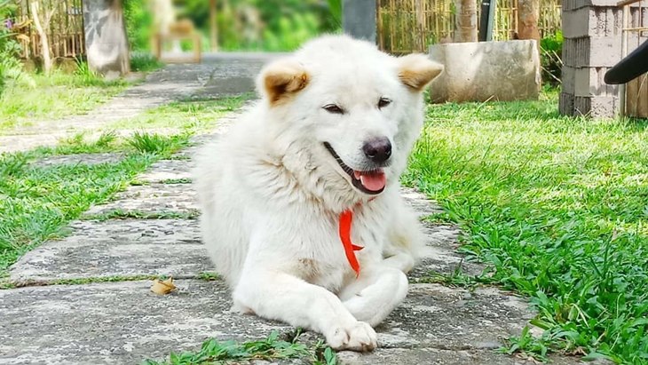 A Video Shows a Tourist Amazed by Balinese Dogs Up in The Roof