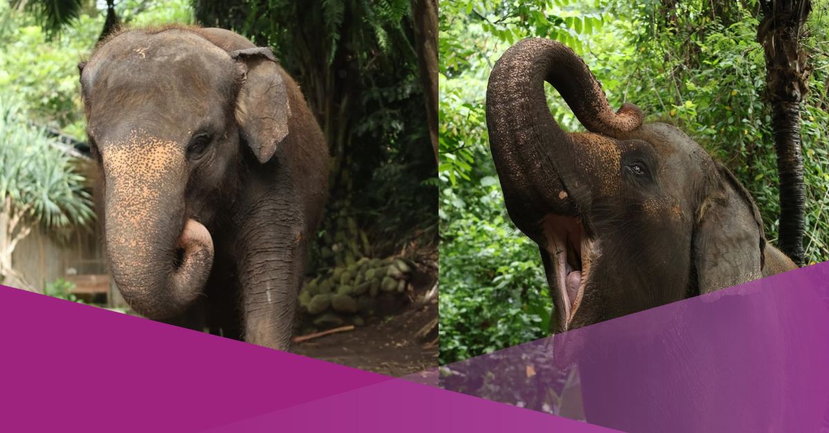 Bali Zoo Bids Farewell to Sumatran Elephant Molly with Burial Ceremony