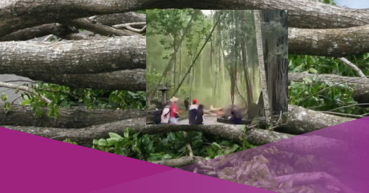 Tree Collapse in Bali’s Monkey Forest Injures Several Tourists