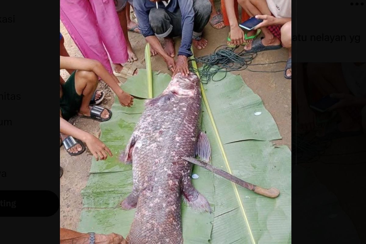 Coelacanth Sighting in Gorontalo: An Ancient Fish the Age of Dinosaurs