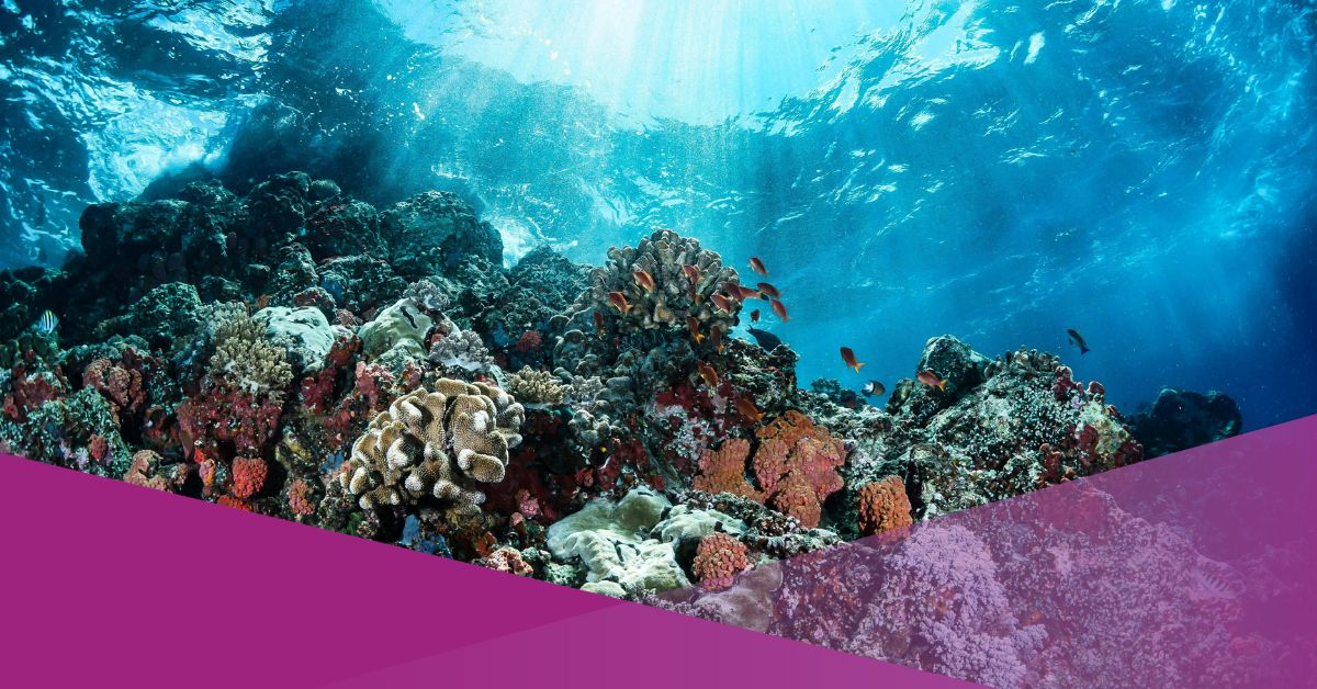Indonesia and United States Agree on Debt for Coral Reef Conservation