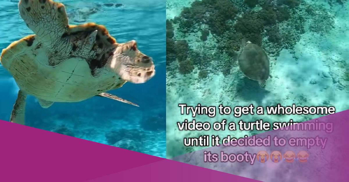 Tourist Captures Turtle Unique Moment While Diving in Gili Trawangan
