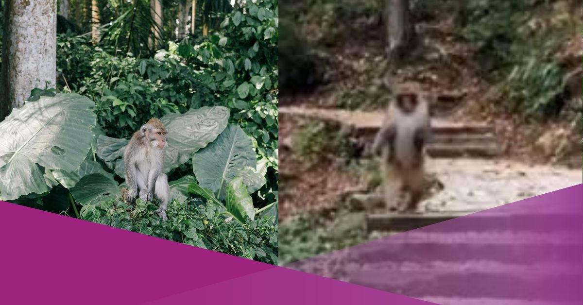 Viral Video Shows Macaque Running Like a Human, Here's What to Know