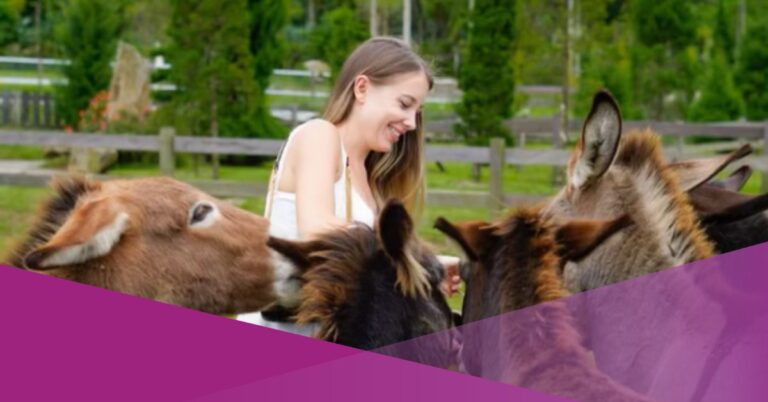 Bali Farm House Bedugul: Unforgettable Experience with Alpacas and Farm ...