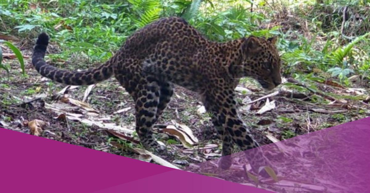 Viral Video Shows Injured Javan Leopard Limping in Mount Sanggabuana ...